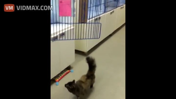 Hillarious Cat Trying To Jump To His Cage On A Waxed Floor Videos